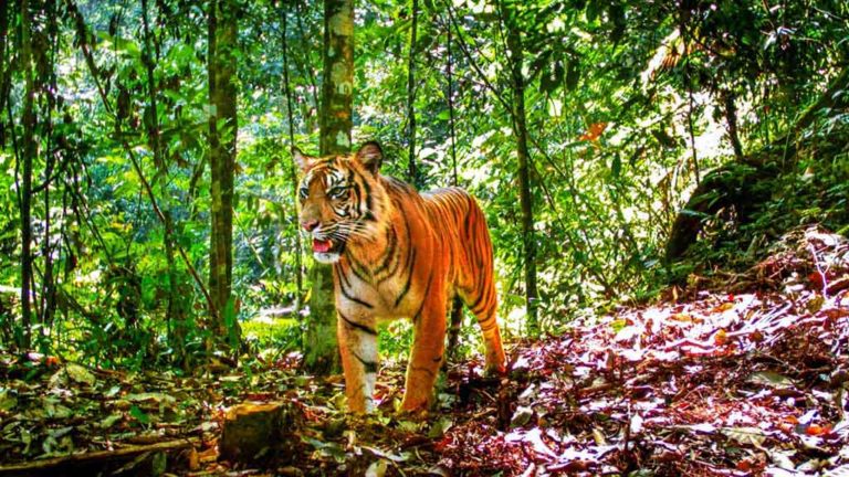 Harimau yang Bertahan Hidup Di Hutan Sumatra yang Semakin ...