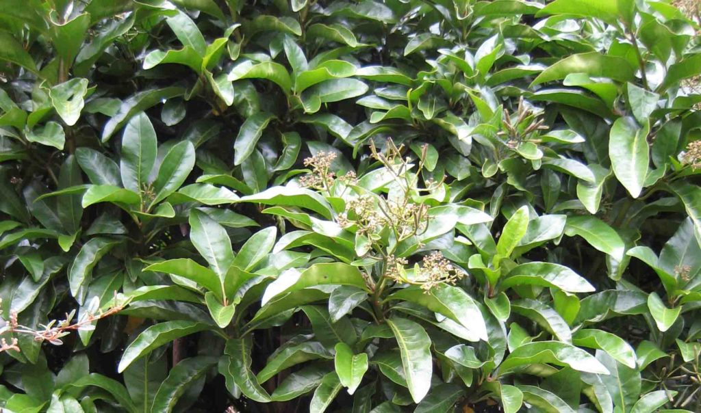 Pohon ini memikat burung dengan makan siang gratis dan kemudian ...