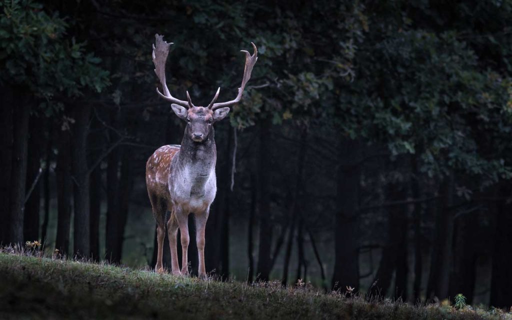 Mungkinkah Penyakit Rusa Zombie Menular Pada Manusia - ikons.id