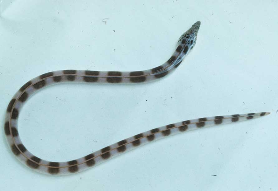 Belut Ular Bisa Menerobos Merobek Perut Pemangsanya Untuk Melarikan ...