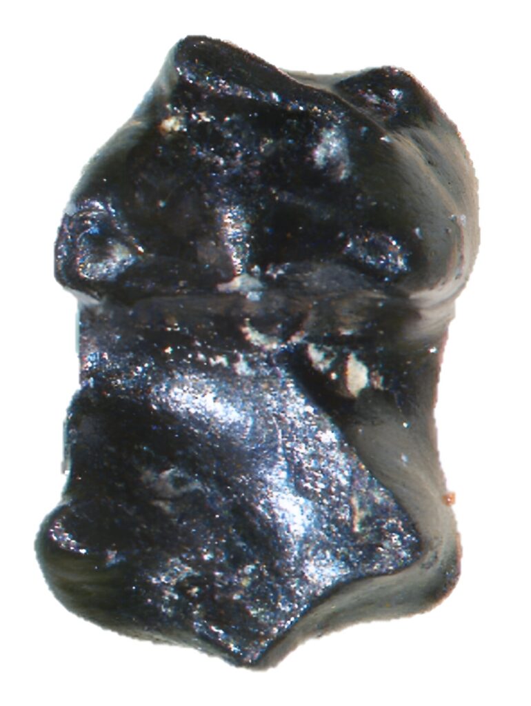 Penemuan Fosil Tikus Es Mengungkap Ekosistem Purba di Alaska Utara ...