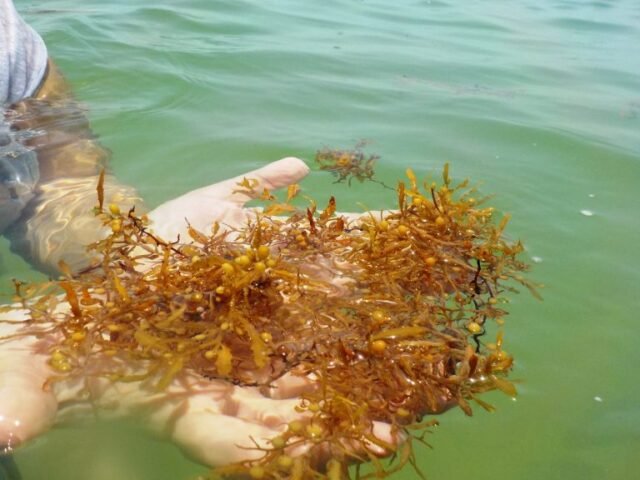 Phaeophyta: Alga Coklat yang Vital dalam Ekosistem Laut dan Industri ...
